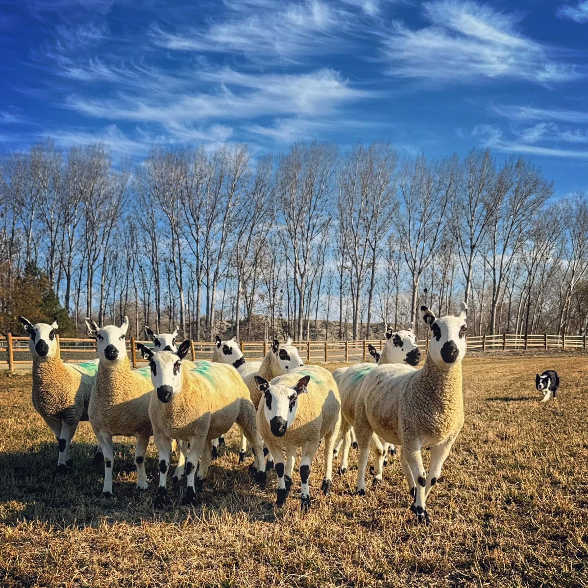 About Green Tree Farms | GreenTreeFarms