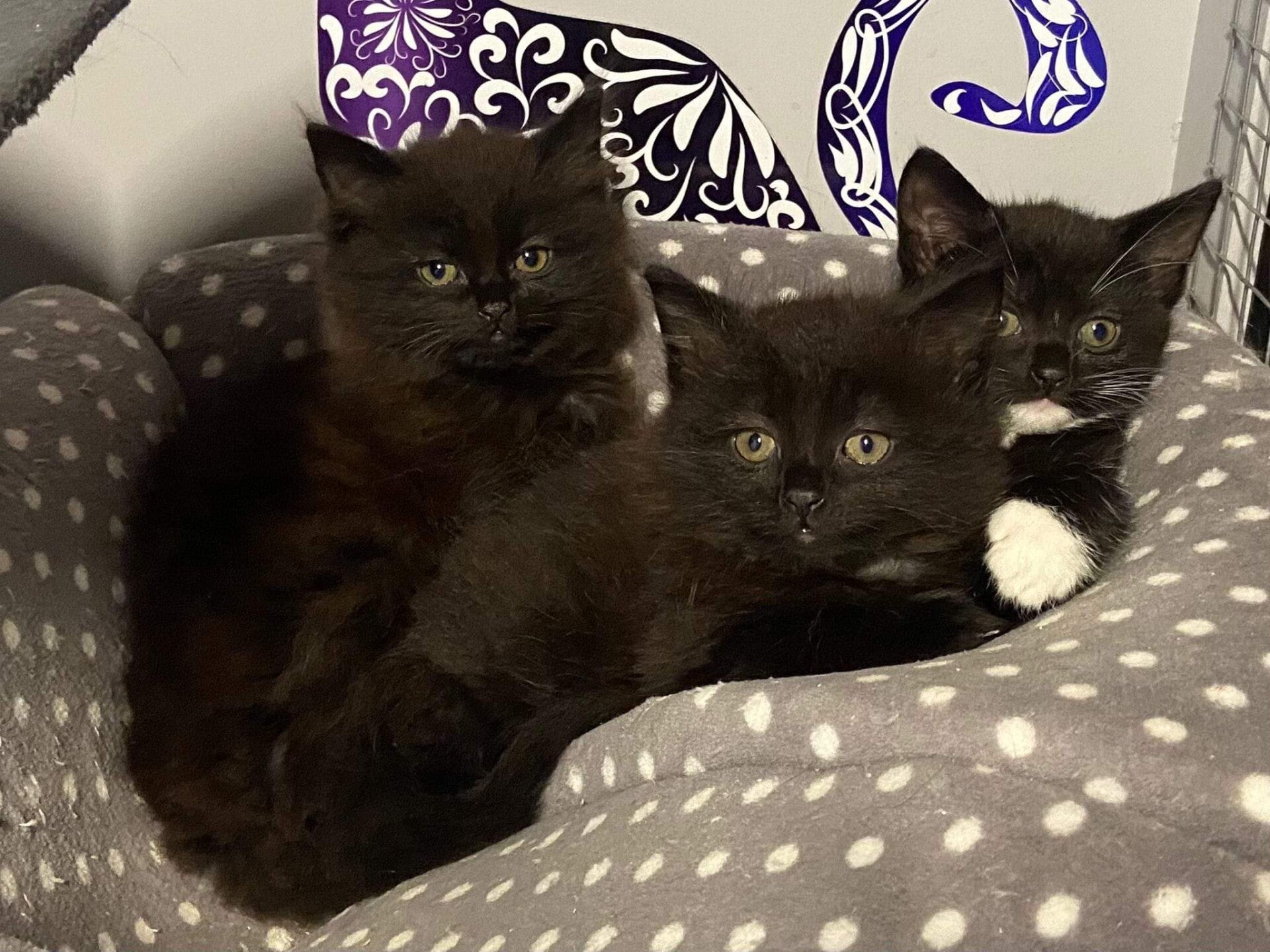 Purrfect Paws Feline Welfare