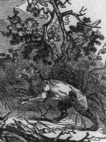 What's that sound! The Ozark Howler Mysteries: Exploring Missouri’s ...