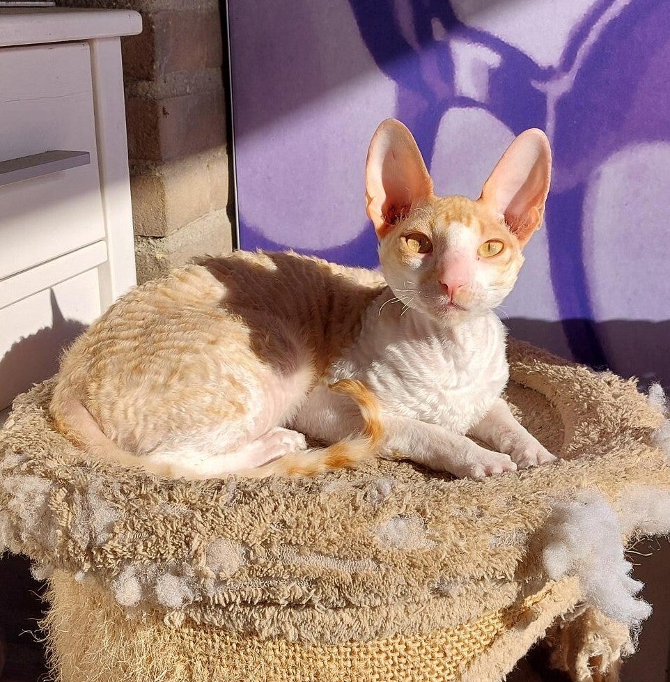 Onze Cornish Rex katers | Cornish Rex Cattery of Jinn's Paws