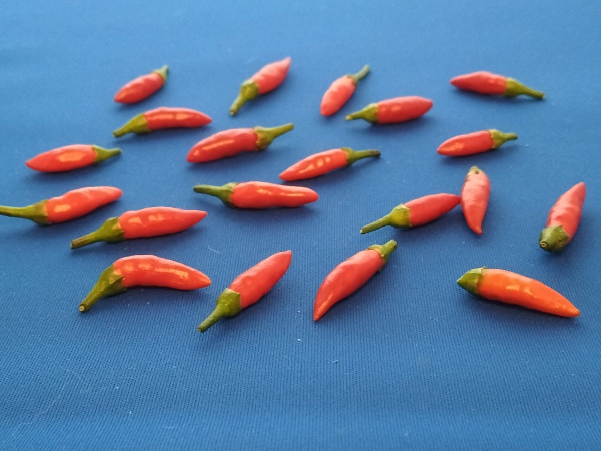 Piri Piri - African Bird's Eye | nederpepers