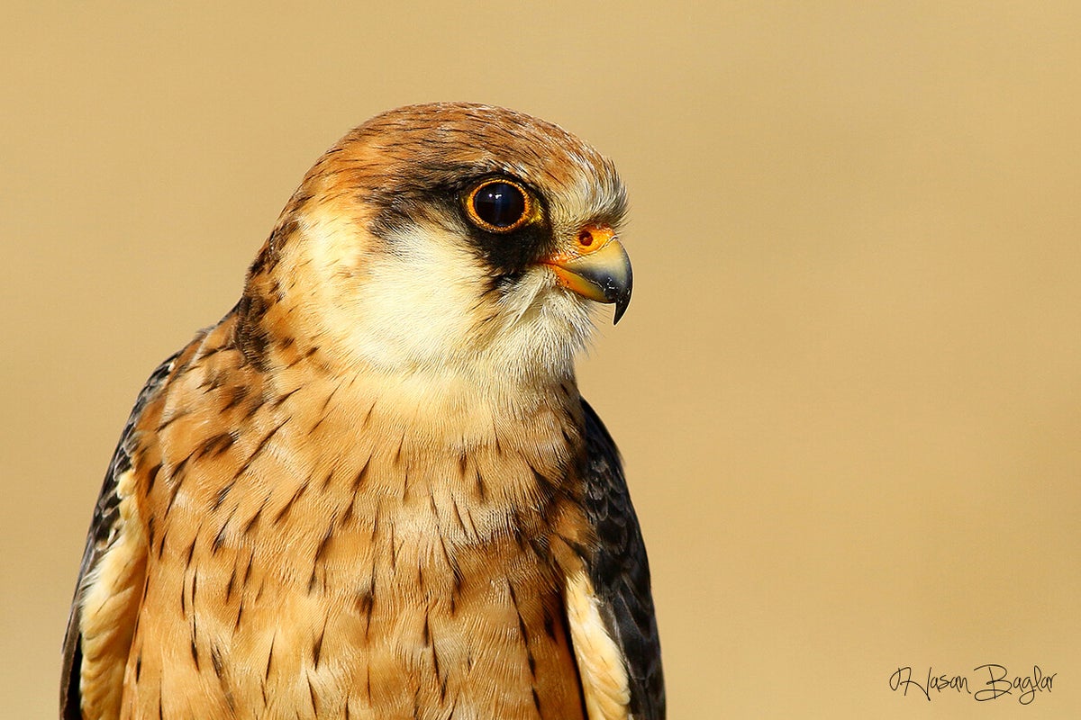 Birds Of Cyprus / Portfolio | hasan baglar photography