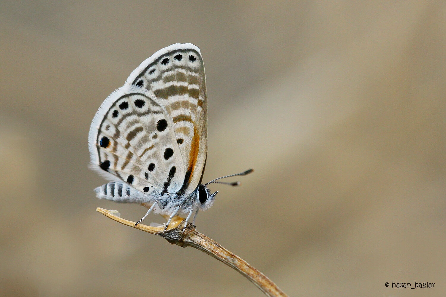 46) African Babul Blue Butterfly / Lycaneidae Family / Butterflies of ...