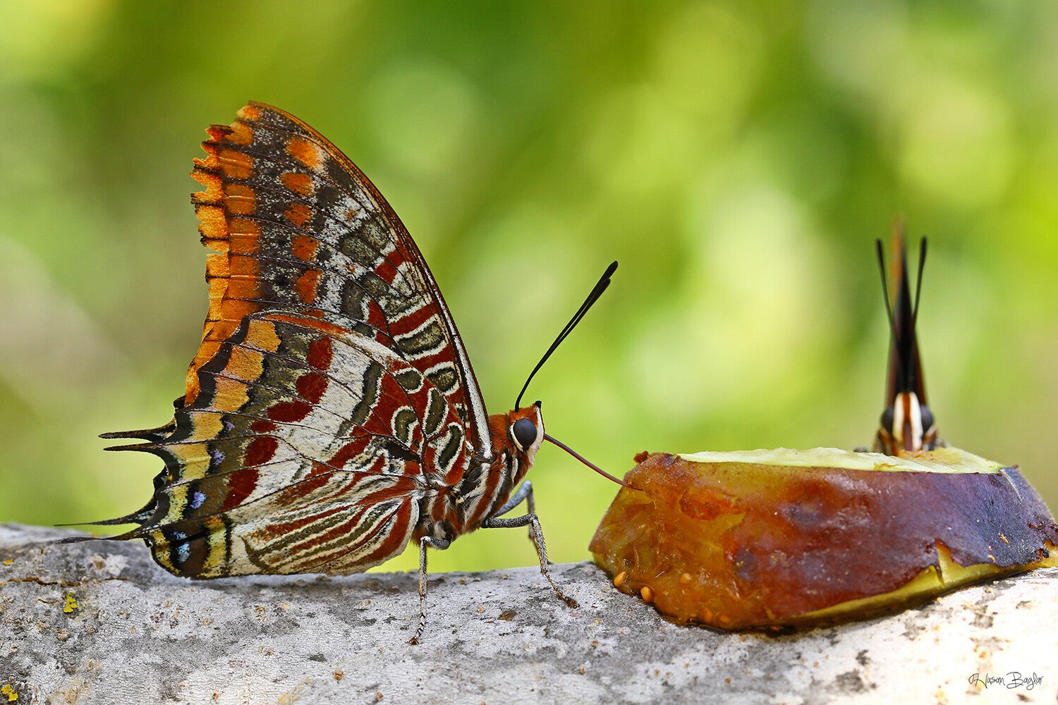 16) Two-tailed Pasha Butterfly / Nymphalidae Family / Butterflies of ...