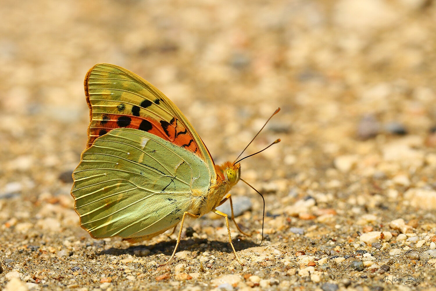 20) Cardinal Butterfly / Nymphalidae Family / Butterflies of Cyprus ...
