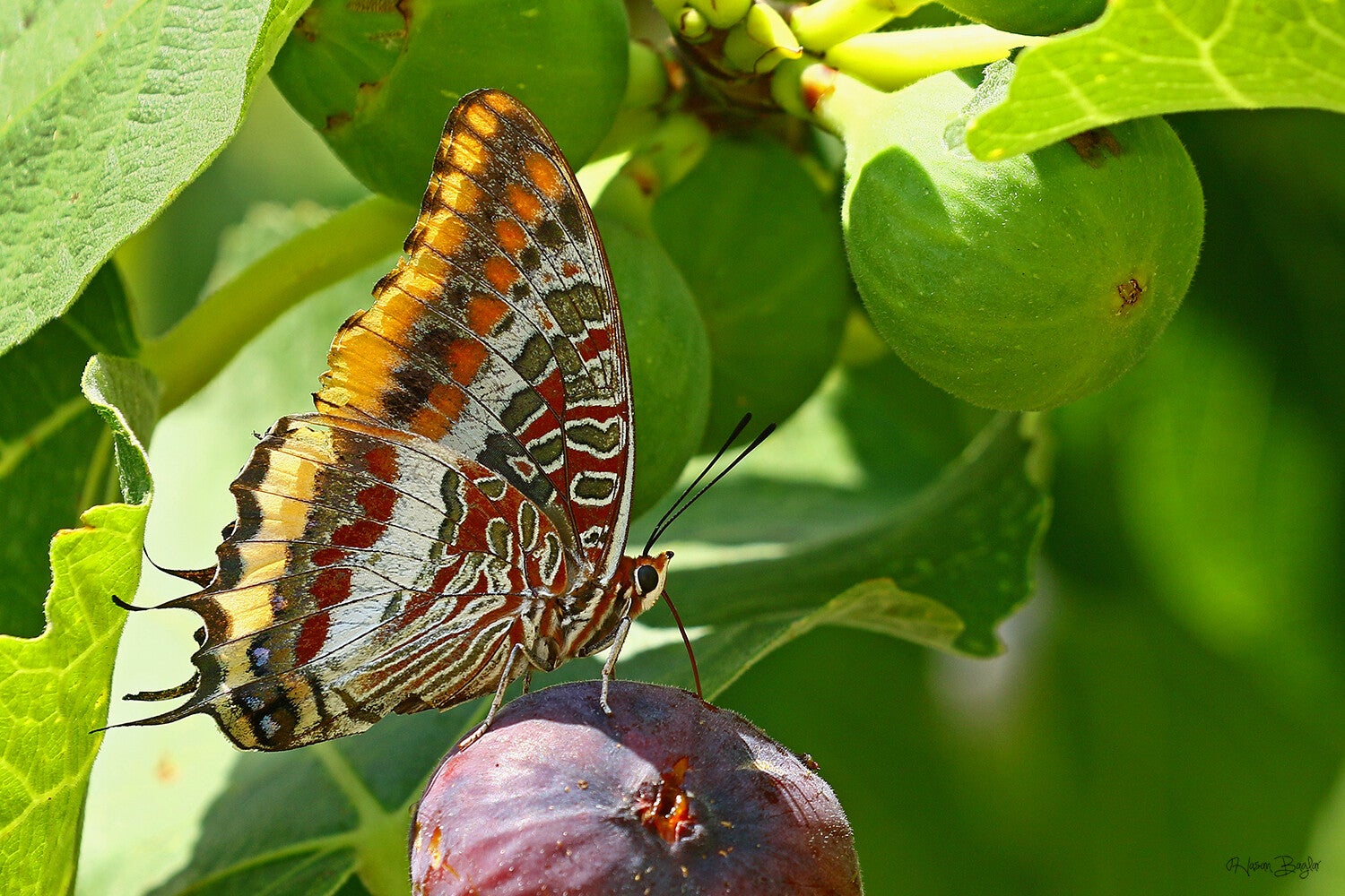 16) Two-tailed Pasha Butterfly / Nymphalidae Family / Butterflies of ...