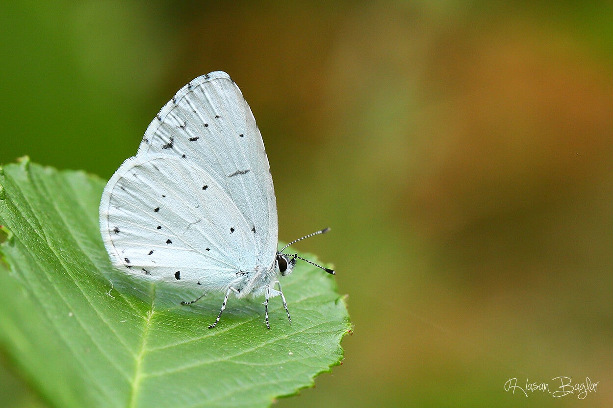 48) Holly Blue Butterfly / Lycaneidae Family / Butterflies of Cyprus ...