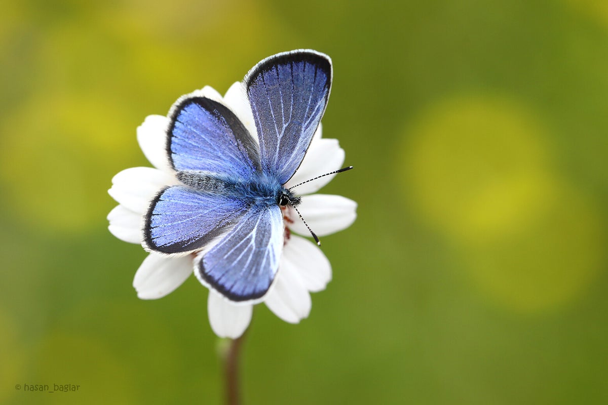 47) Paphos Blue Butterfly / Lycaneidae Family / Butterflies of Cyprus ...