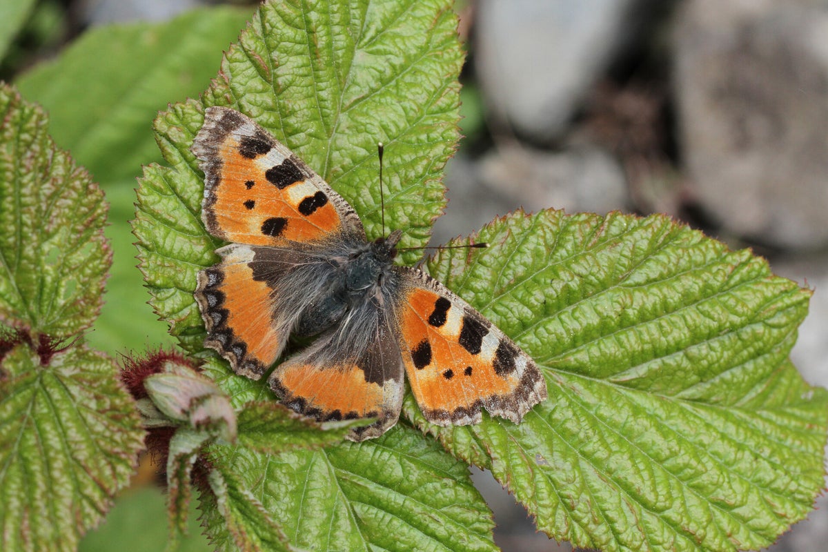 Nymphalidae Family / Butterflies of Cyprus | hasan baglar photography