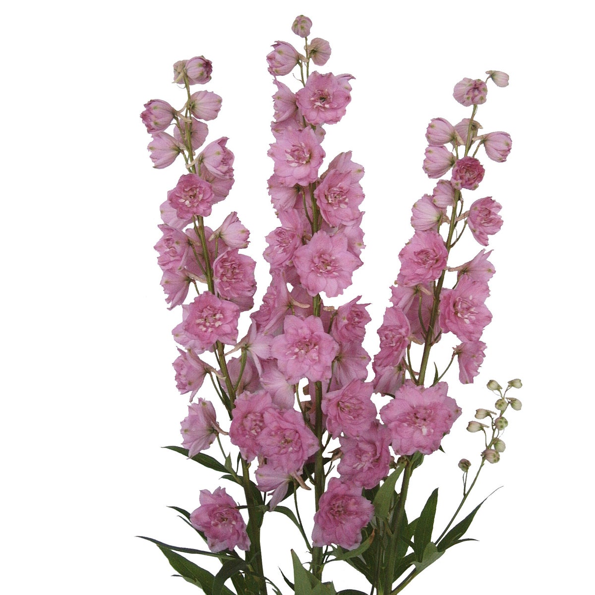 Products Flora Delight