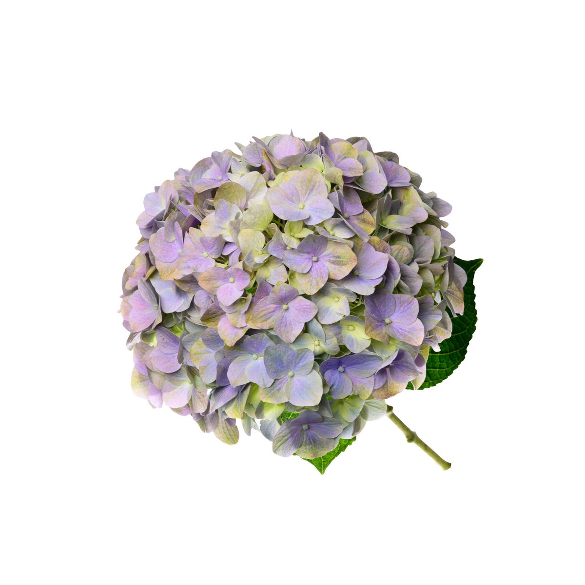 Products | Flora delight