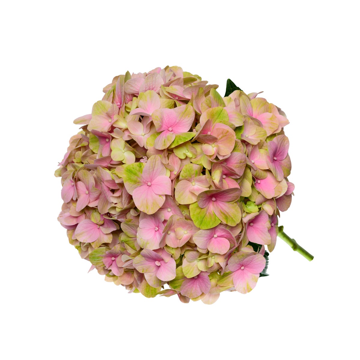 Products | Flora delight