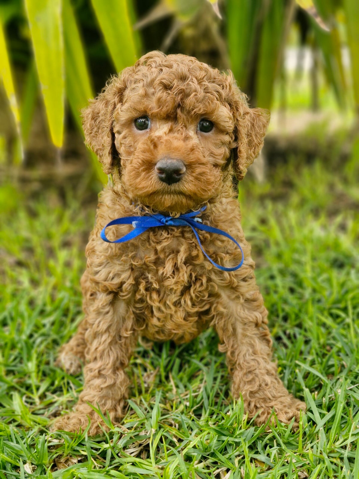 Our Puppies | Summerset Labradoodles