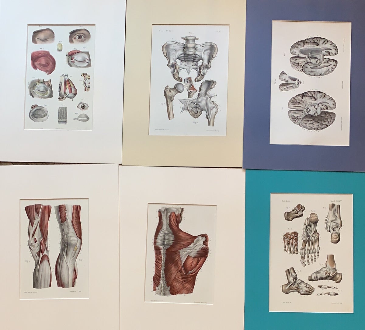 specialisme / Anatomie / WEBSHOP | prentenwinkel