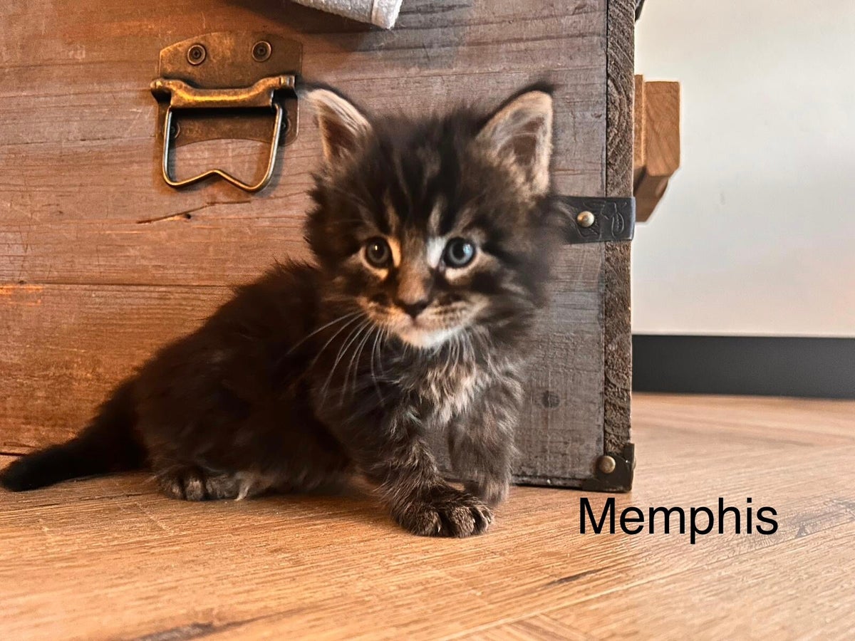 Kittens nog beschikbaar | Eloise Cats