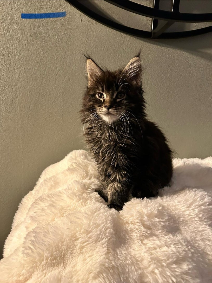 Kittens van hulk | Eloise Cats
