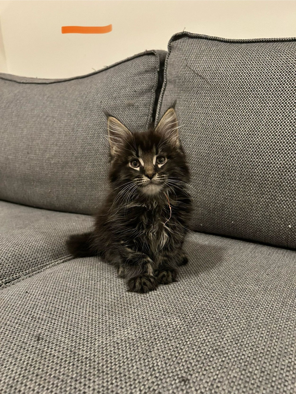 Kittens van hulk | Eloise Cats