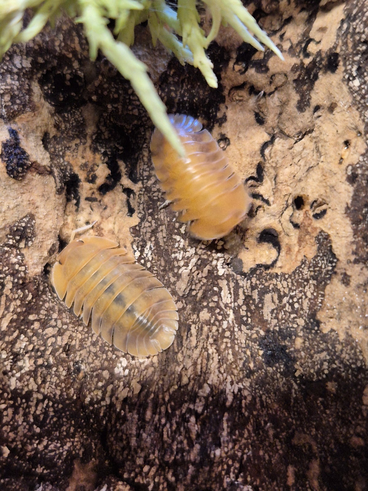Cubaris sp sunset Queen - lot de 10 individus | Arachnopod's and Co