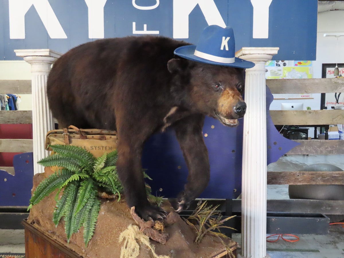 Cocaine Bear, Star of Kentucky for Kentucky Fun Mall / Roadside ...