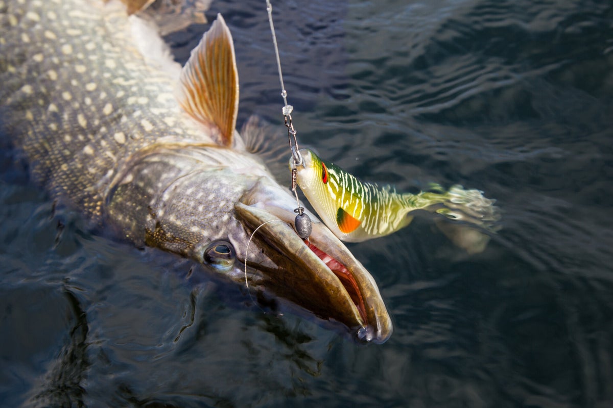 Roofvissen | Visservice Webshop