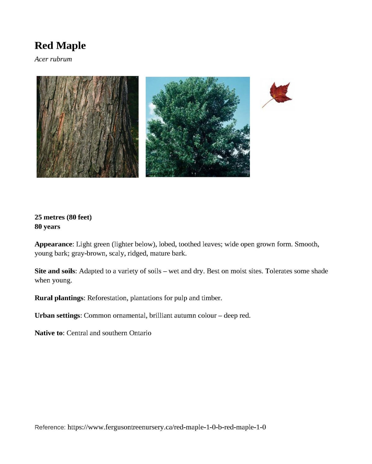 Red Maple / Tree & Shrub species / Trees, and more | Our Perth Trees