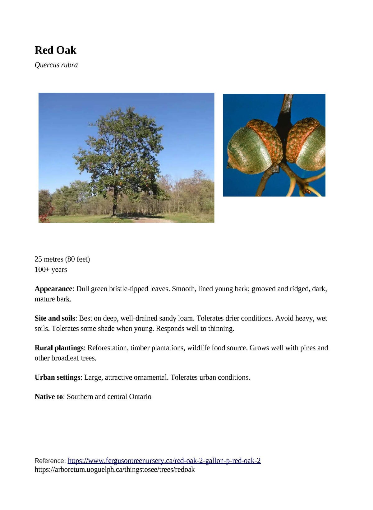 Red Oak / Tree & Shrub species / Trees, and more | Our Perth Trees