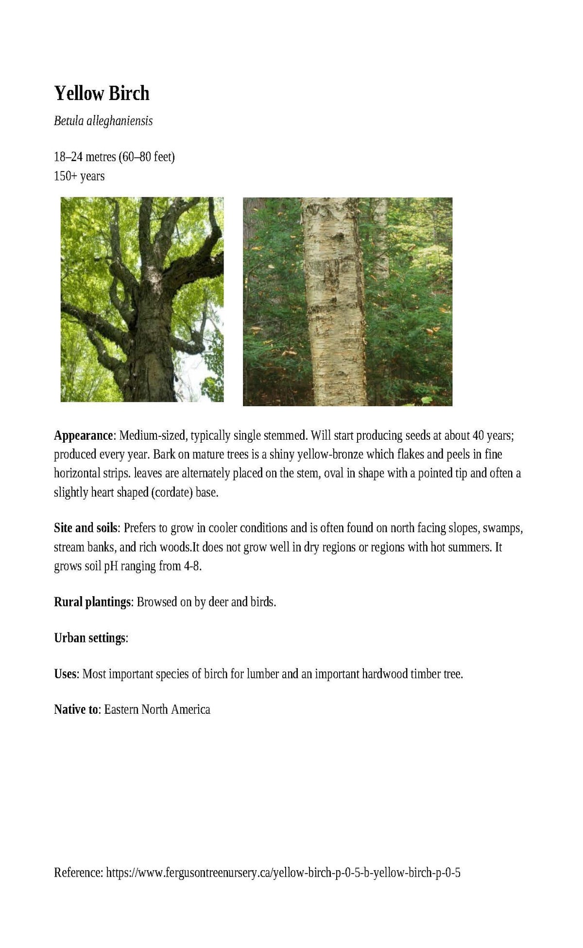 Yellow Birch / Tree & Shrub species / Trees, and more | Our Perth Trees