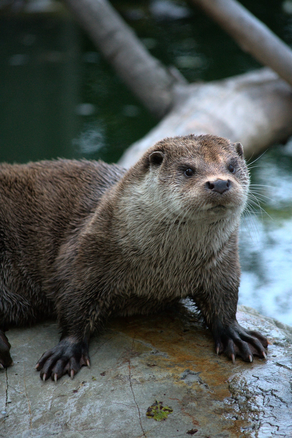 De otter in Nederland / Kennisbank / Over ons | Sloots Ecologie ...