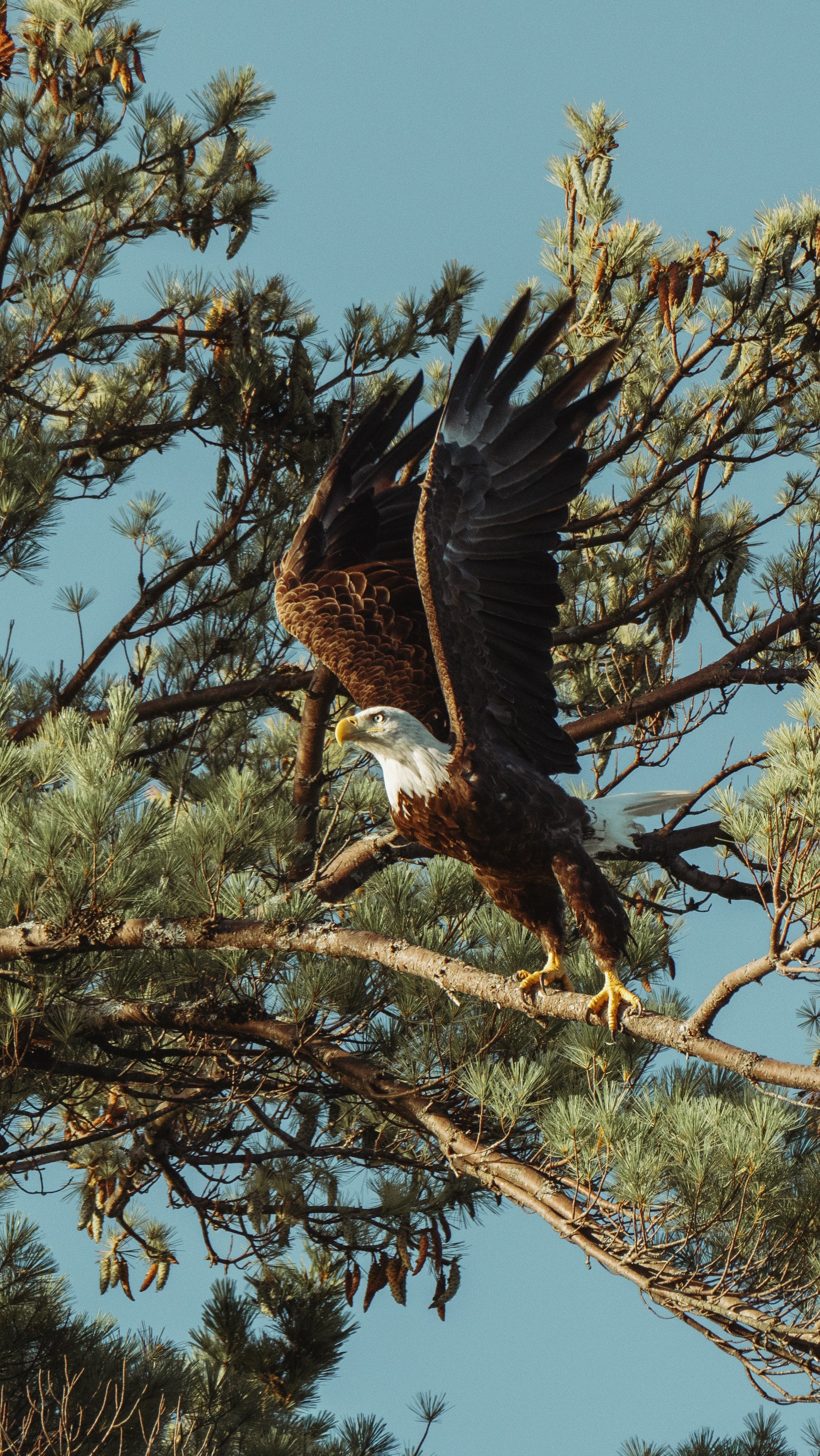 They Shall Mount Up With Wings As Eagles TheseThingsIHaveWritten They Shall Mount Up With Wings As Eagles TheseThingsIHaveWritten