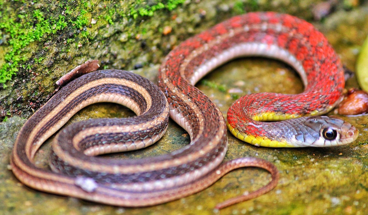 Top 5 best pet snakes! / Blog posts | Sentinel Online Sessions