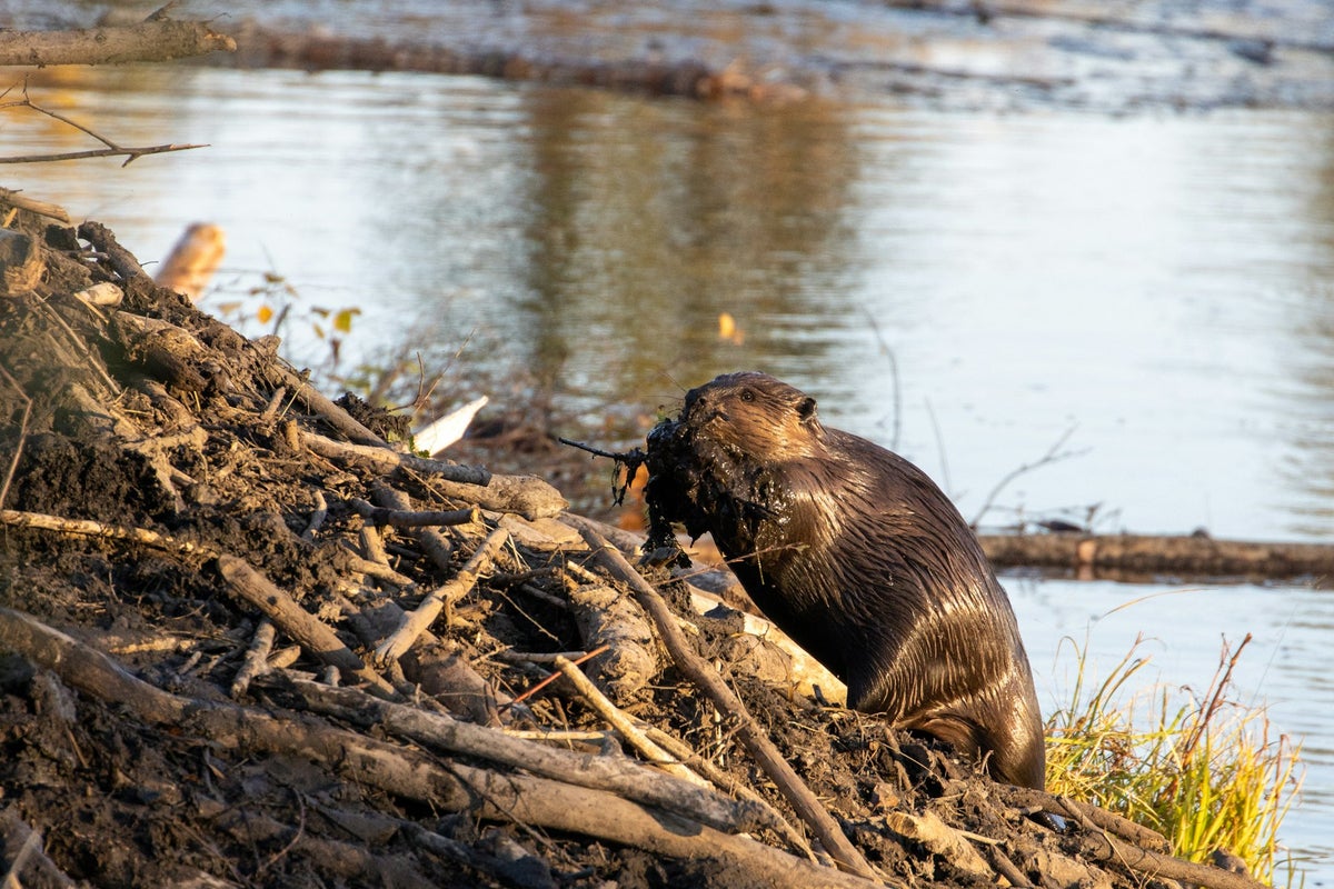 Bever Wild / Zoogdieren / Wildlife | wesgeco