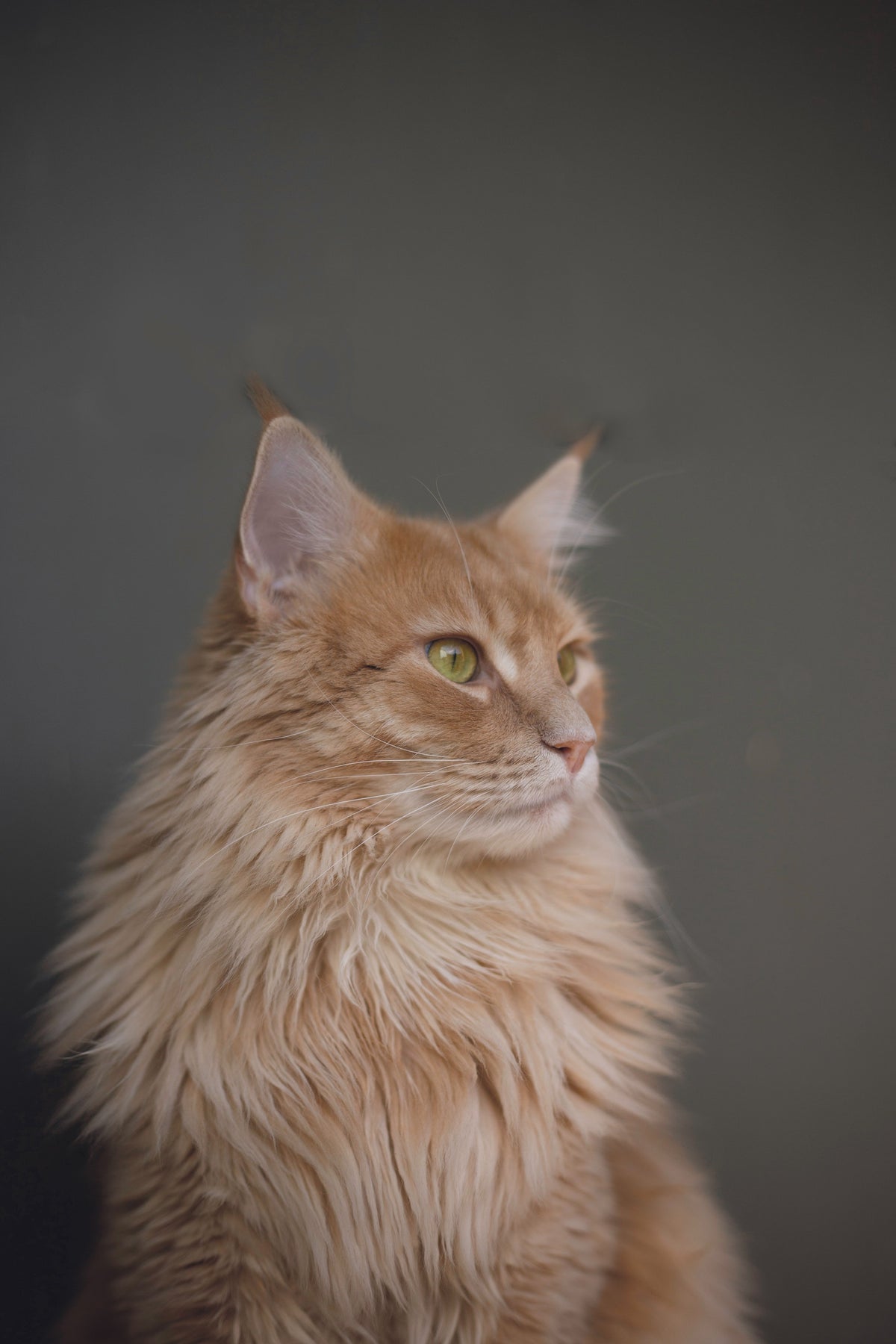 Soorten | Katten