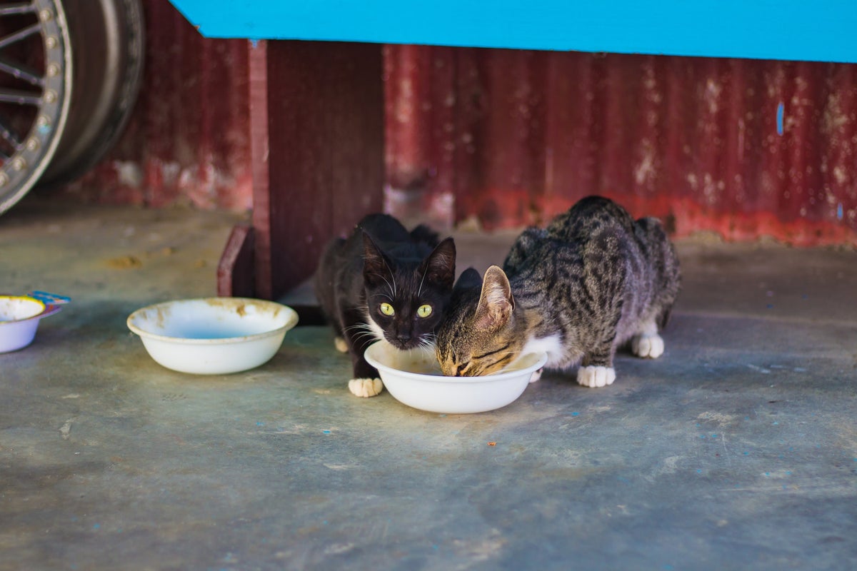 Kitty News | Cat's Compilations