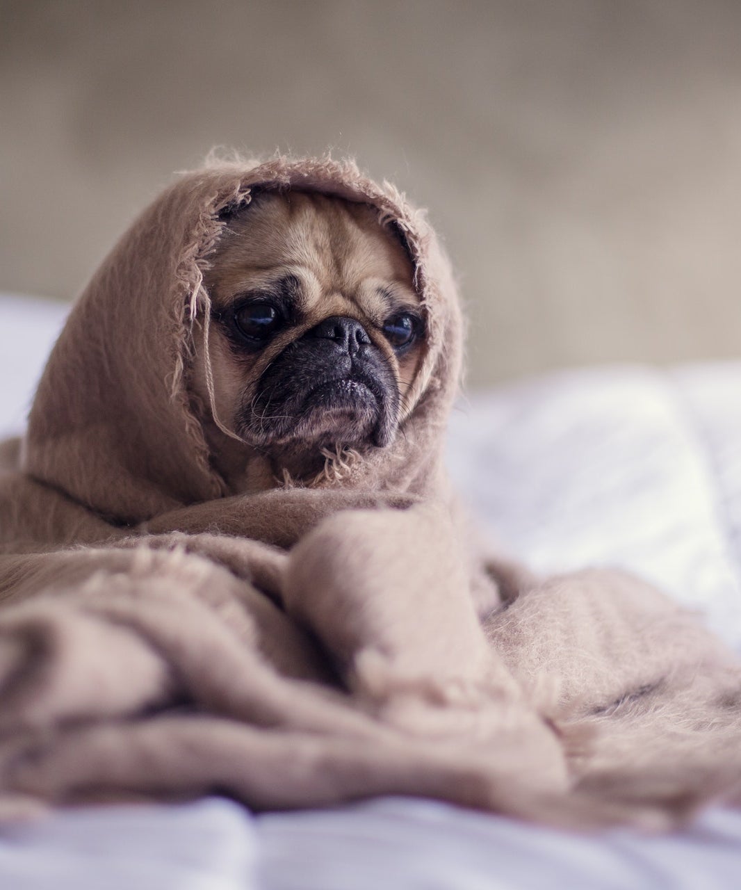 802 Paws Dog Grooming & Spa
