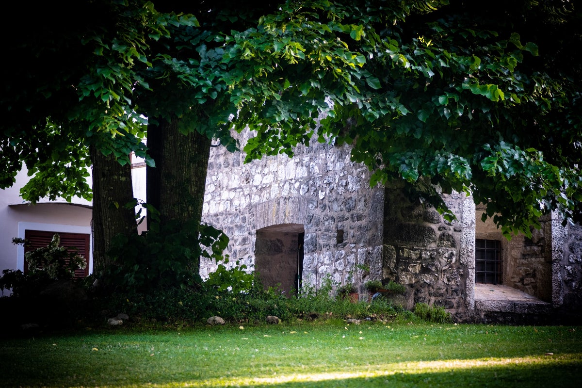 Linde / Bomen / Planten Eetbaar / Eetbaar | wesgeco