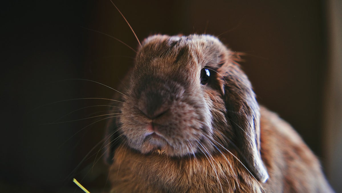 Sanctuary Rabbits | Clement Rabbit Rescue