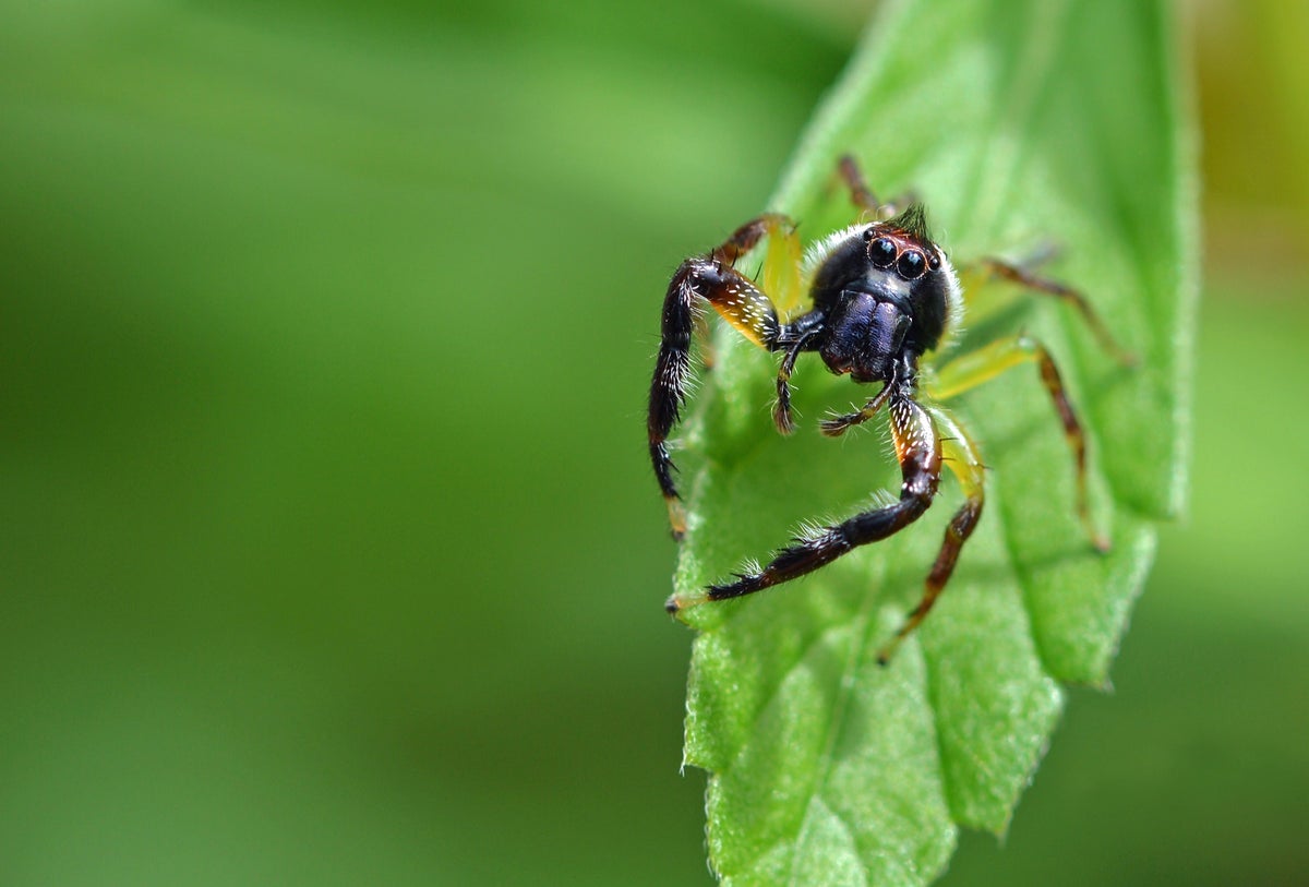 Spinnen / Soorten / Wildlife | wesgeco