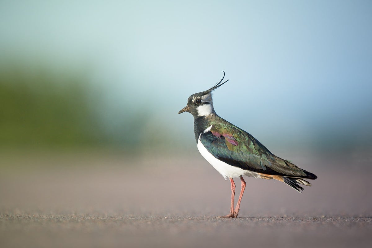 Kievit Wild / Plevieren / Soorten / Vogels / Soorten / Wildlife | wesgeco