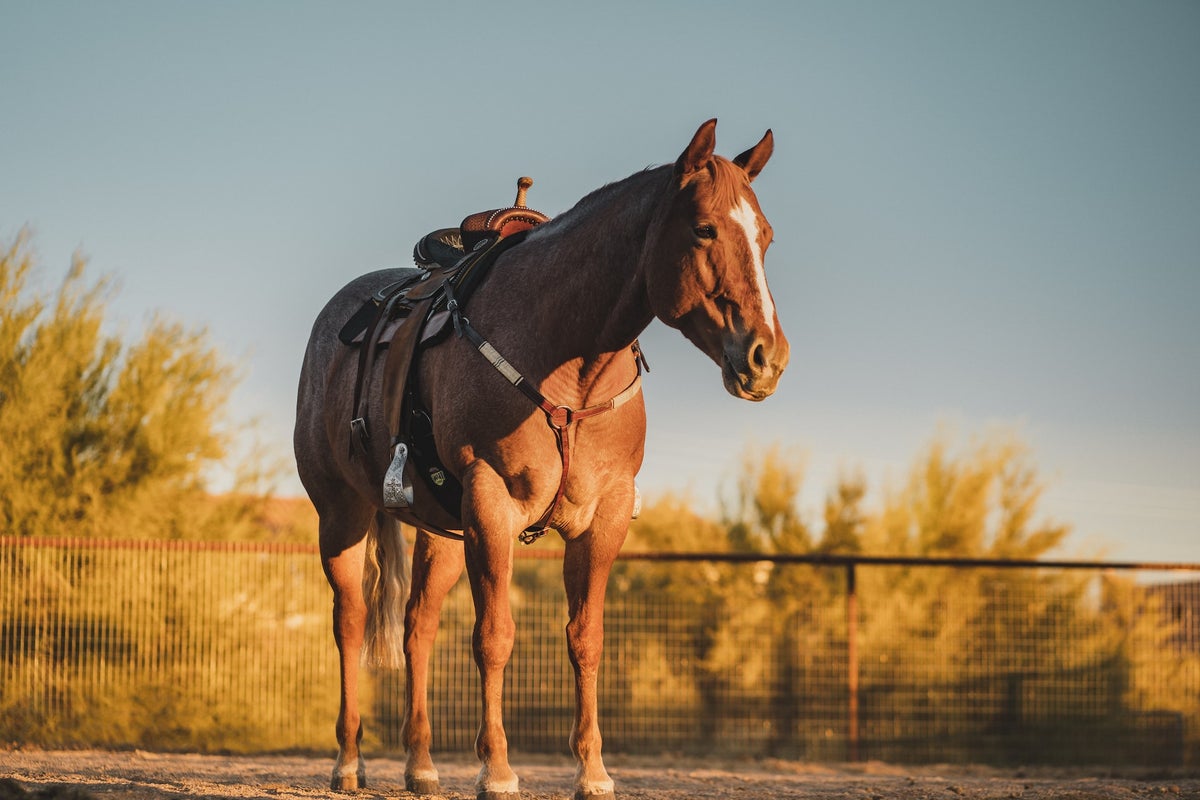 Ranch Horse Association of South Australia