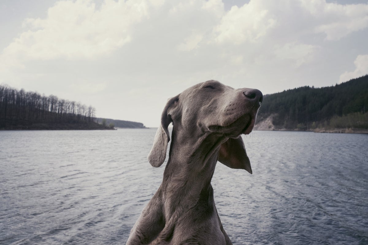 Services | Progressive Dog Éducation - Éducateur canin ...