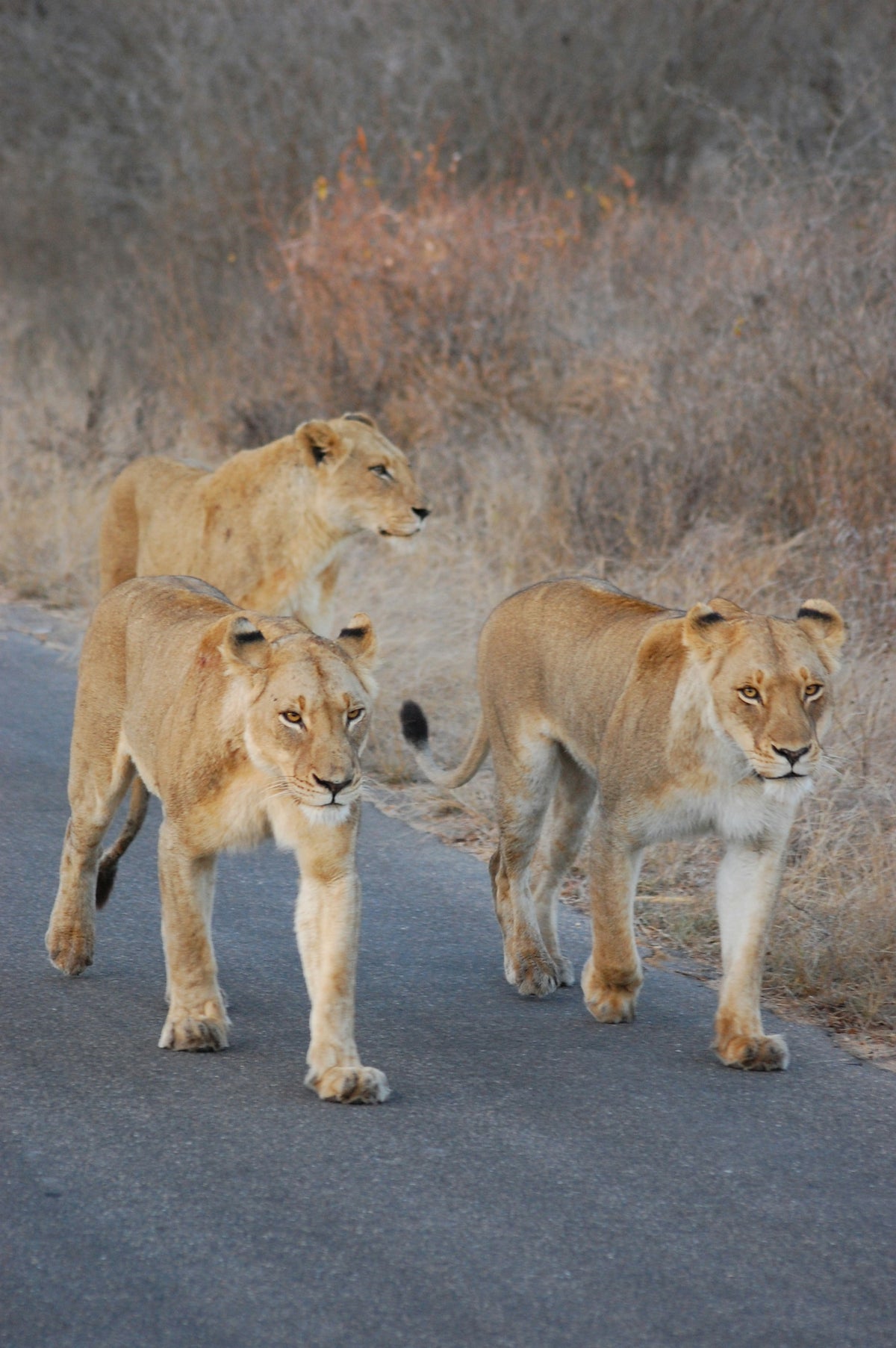 Lioness News | Herfootball.org