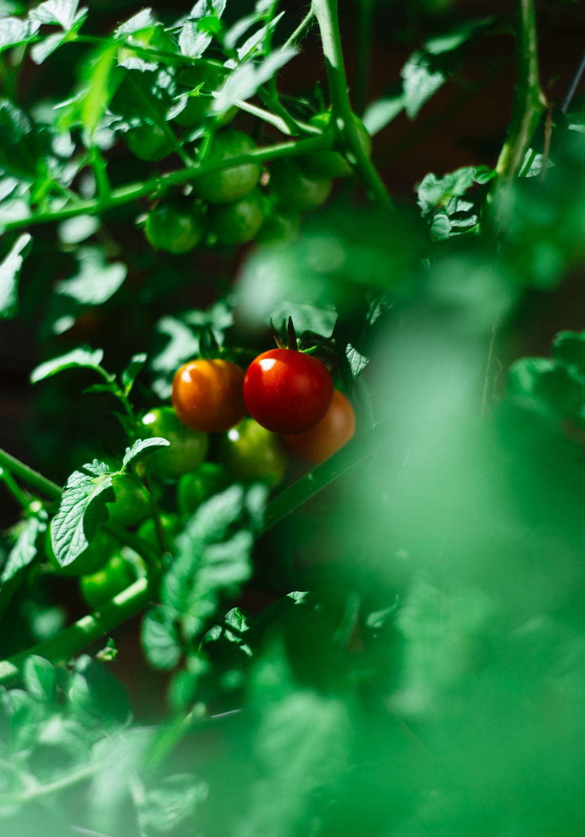 Natural Fertilizers / Products | Daily-Agro