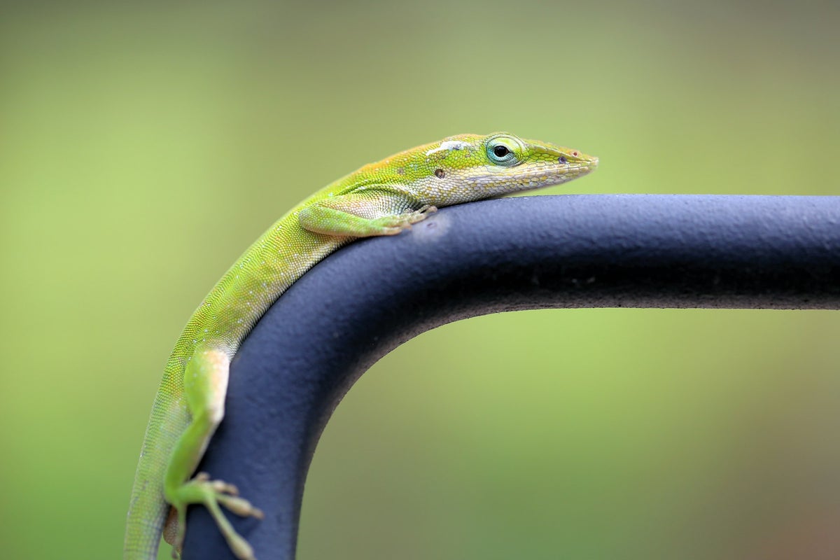Learn | L.A.D Reptile