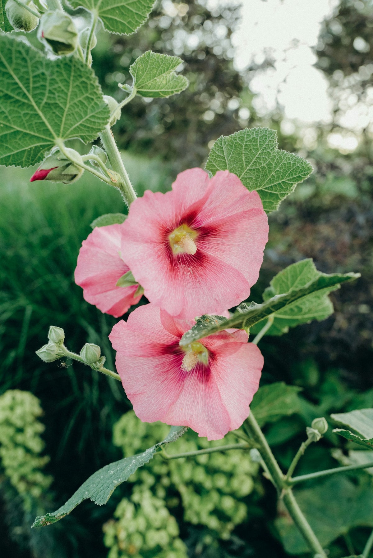 Stokroos / bloemen, bomen, planten, vruchten | Heal the World