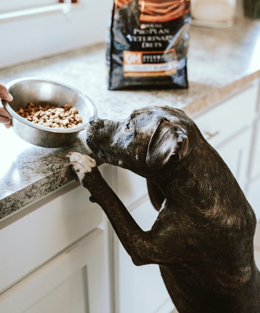 Paws 4 A Cause Pet Food Pantry