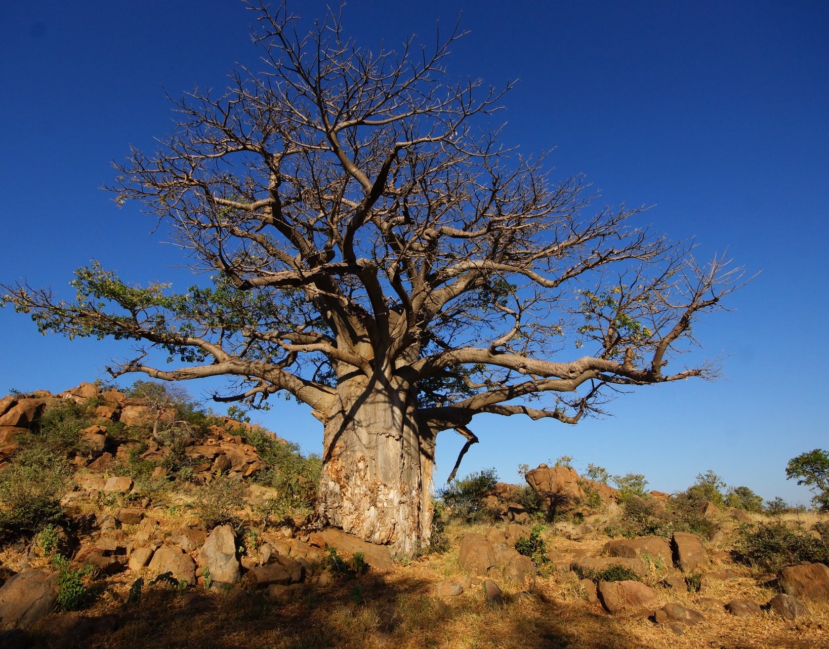 Baobab - der Affenbrotbaum | freudeamwissen