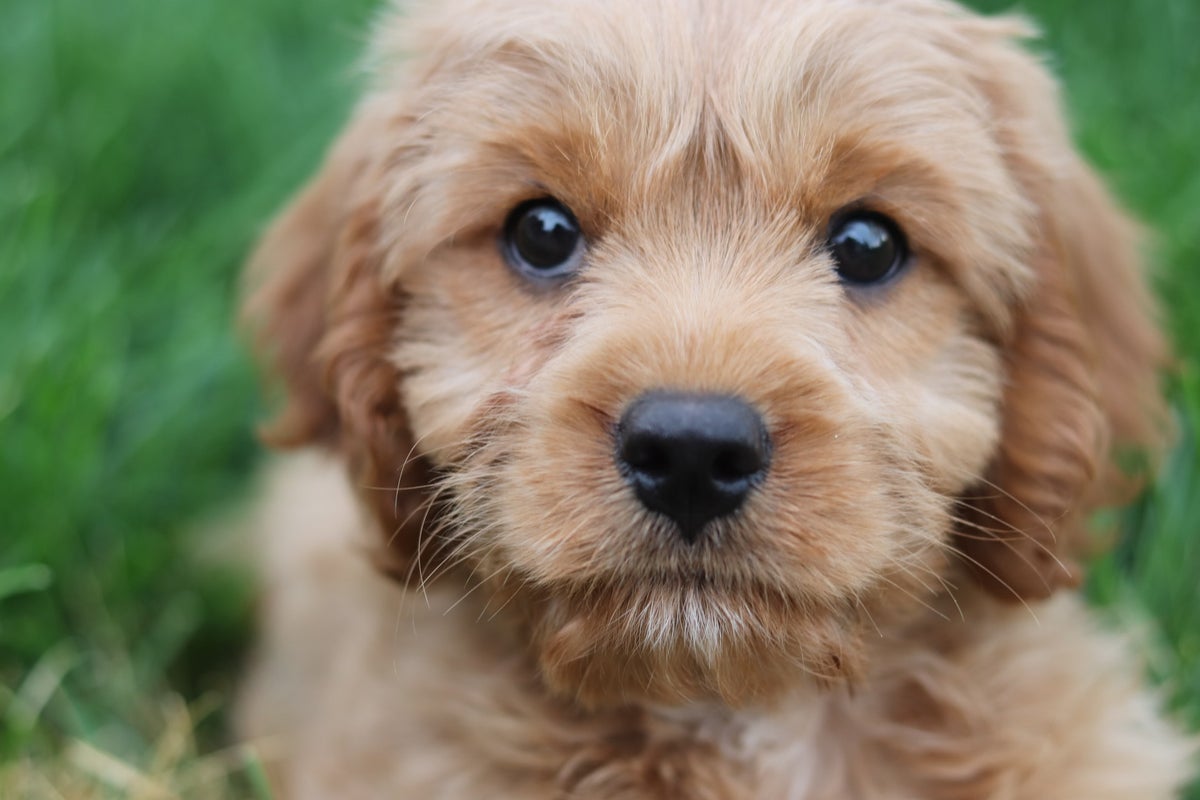 Cavapoo Puppies | DC Puppies