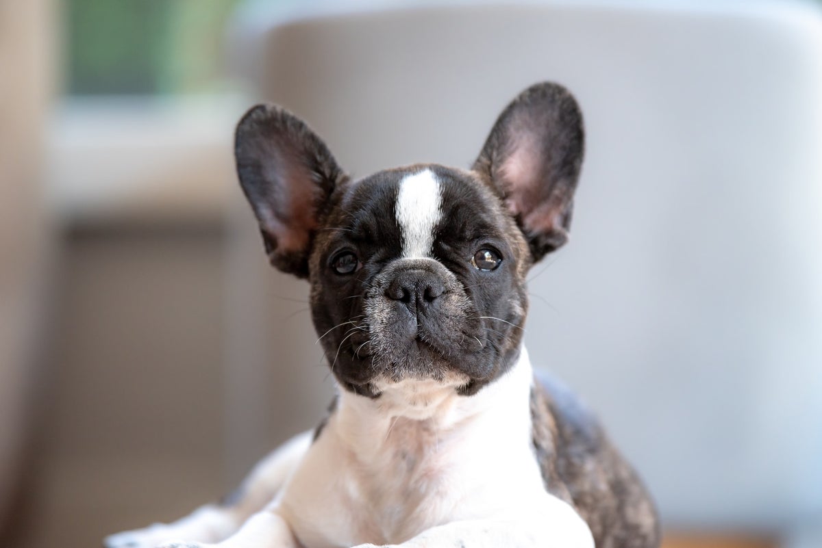 Training Tips | Frenchie-world