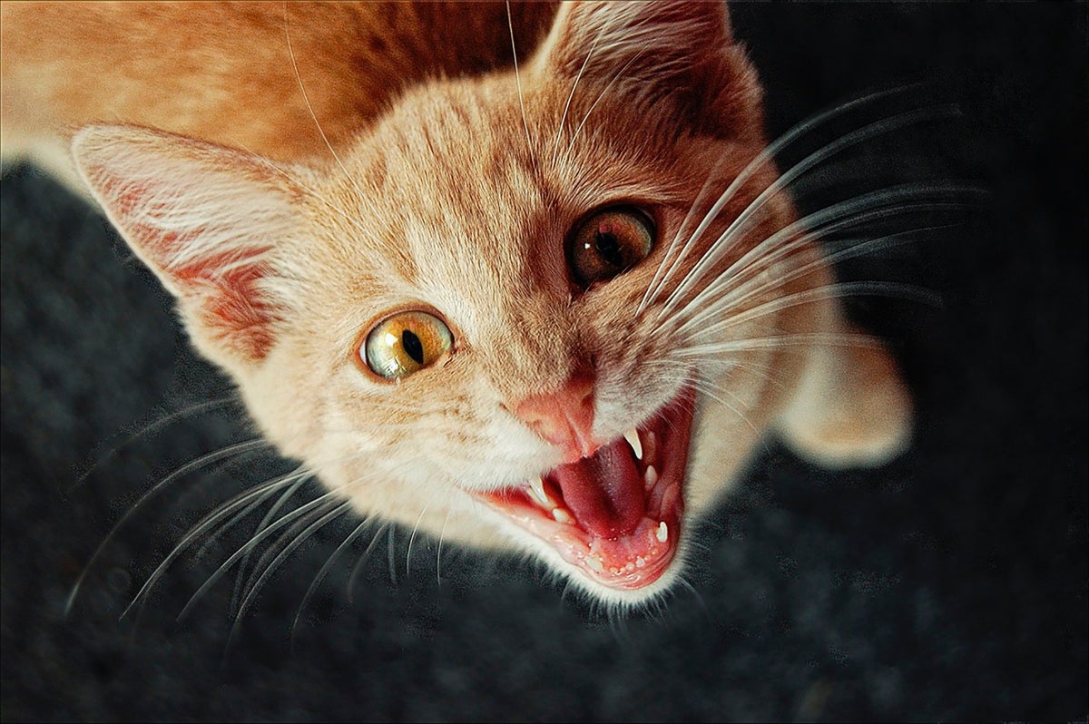 Kitty News | Cat's Compilations