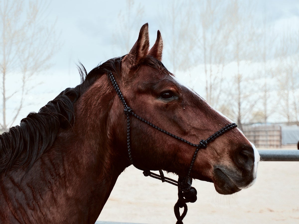 2025 Results | Bluegrass Live Model Horse show